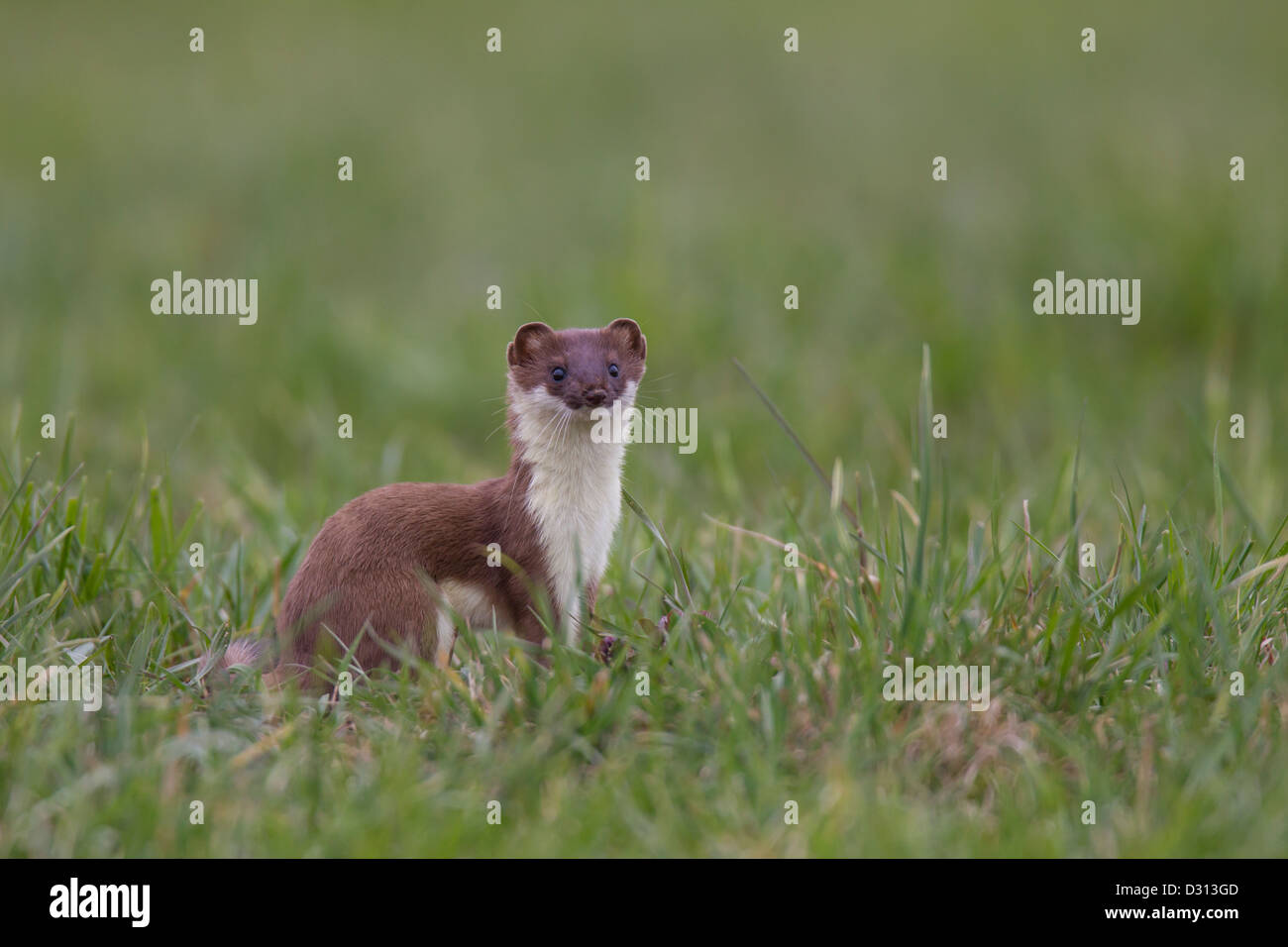 Großen Wiesel Hermelin Mustela Erminea Hermelin Stockfotografie - Alamy