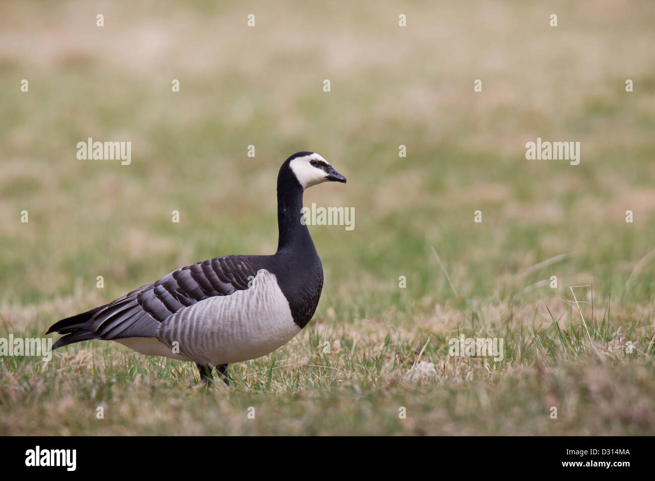 Vogel gans -Fotos und -Bildmaterial in hoher Auflösung – Alamy
