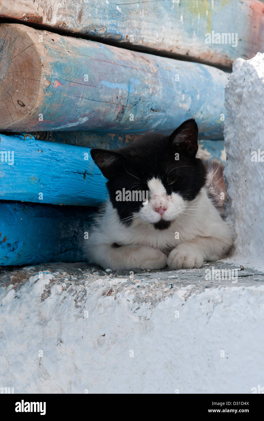 Griechische katze schlafend in der sonne -Fotos und -Bildmaterial in ...