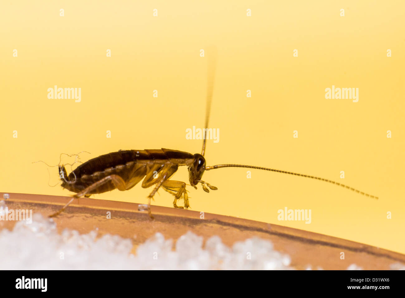 Blattella germanica -Fotos und -Bildmaterial in hoher Auflösung – Alamy