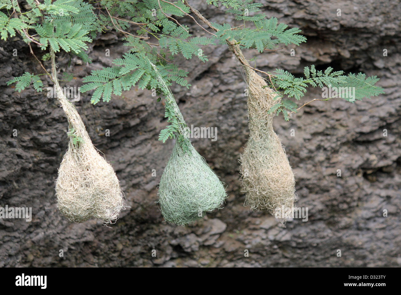 Baum weben -Fotos und -Bildmaterial in hoher Auflösung – Alamy