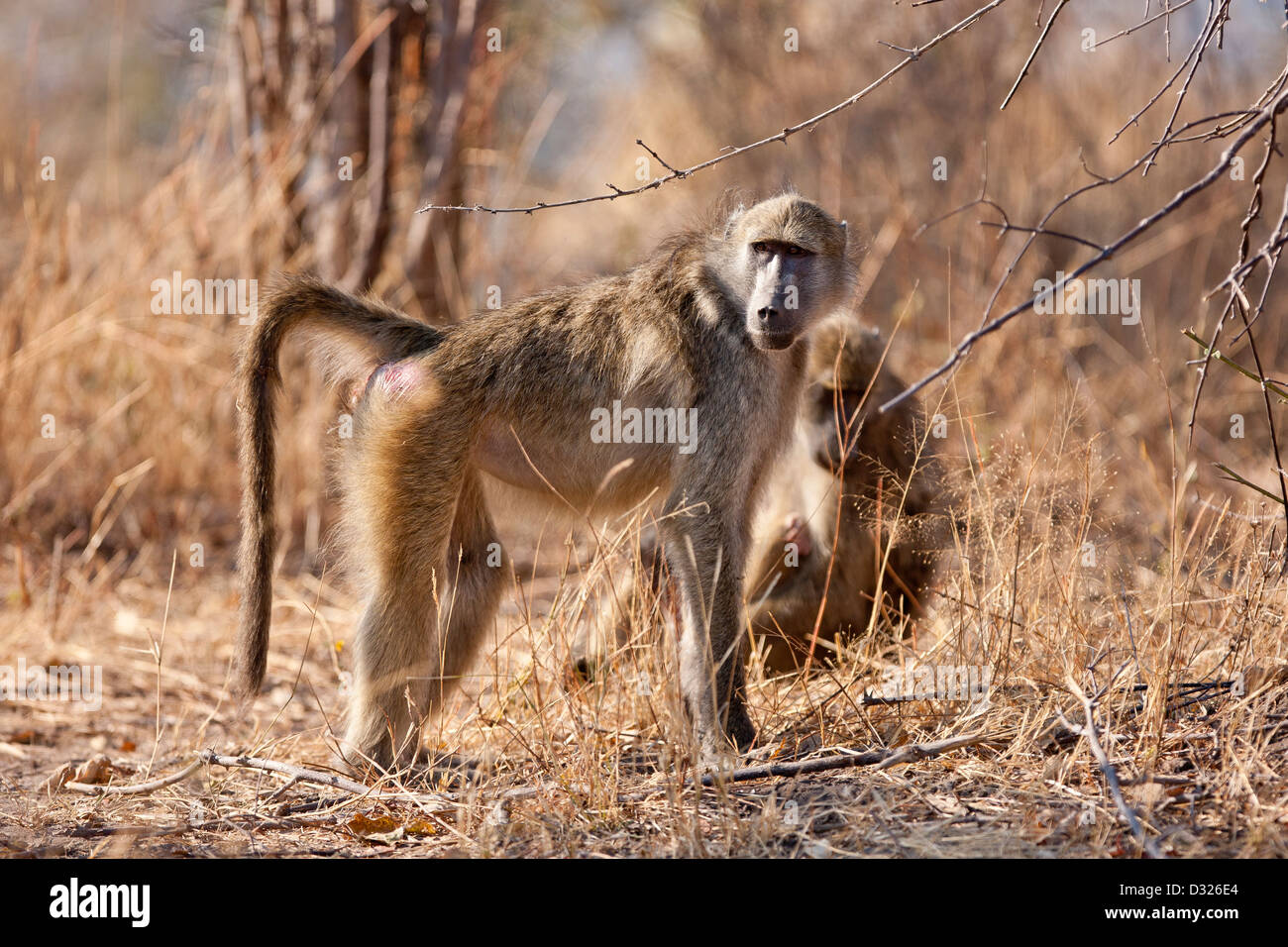 Baboons -Fotos und -Bildmaterial in hoher Auflösung – Alamy