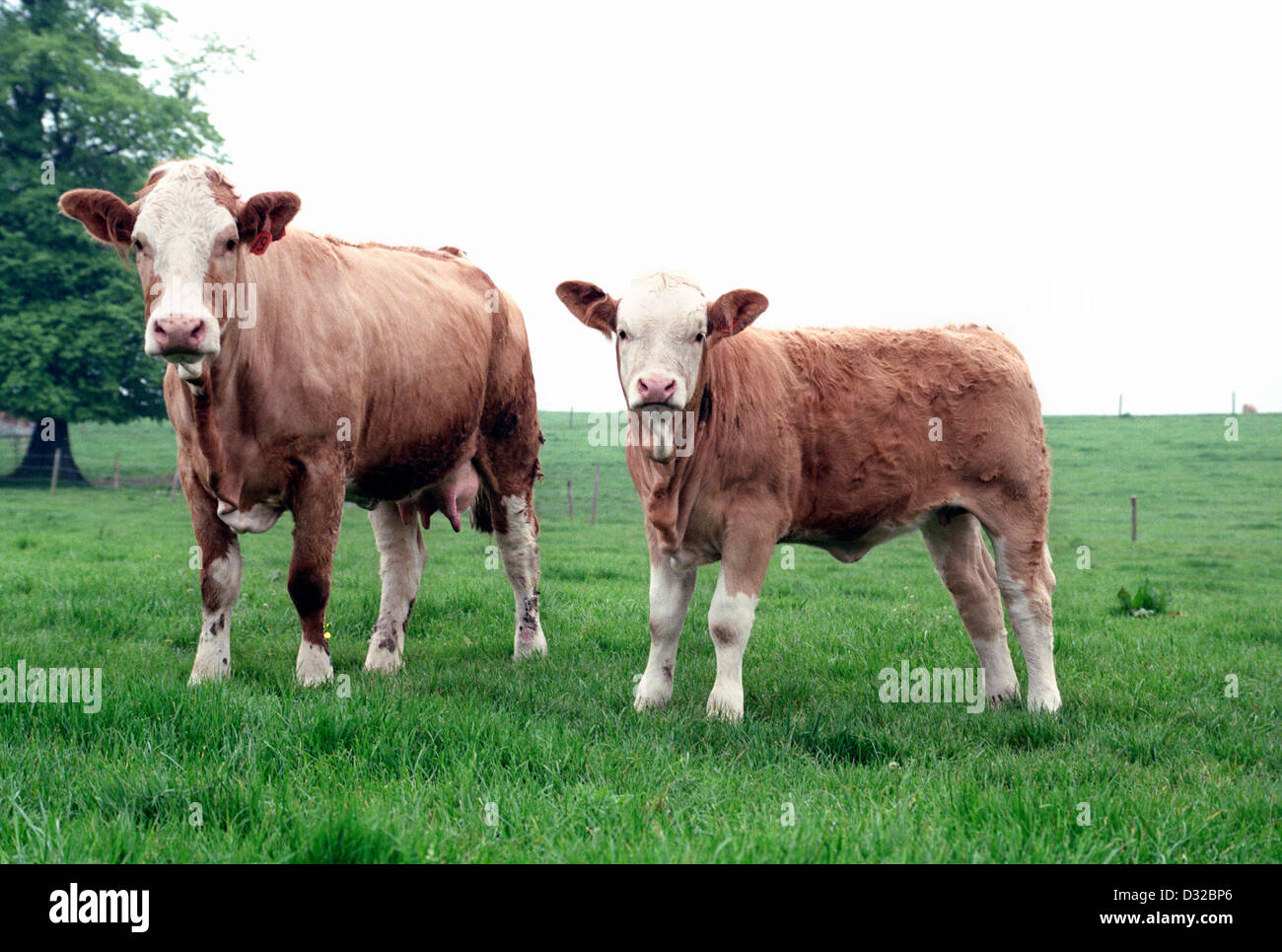 Simmentaler Kuh und Kalb, Tarvin, Cheshire Stockfotografie - Alamy