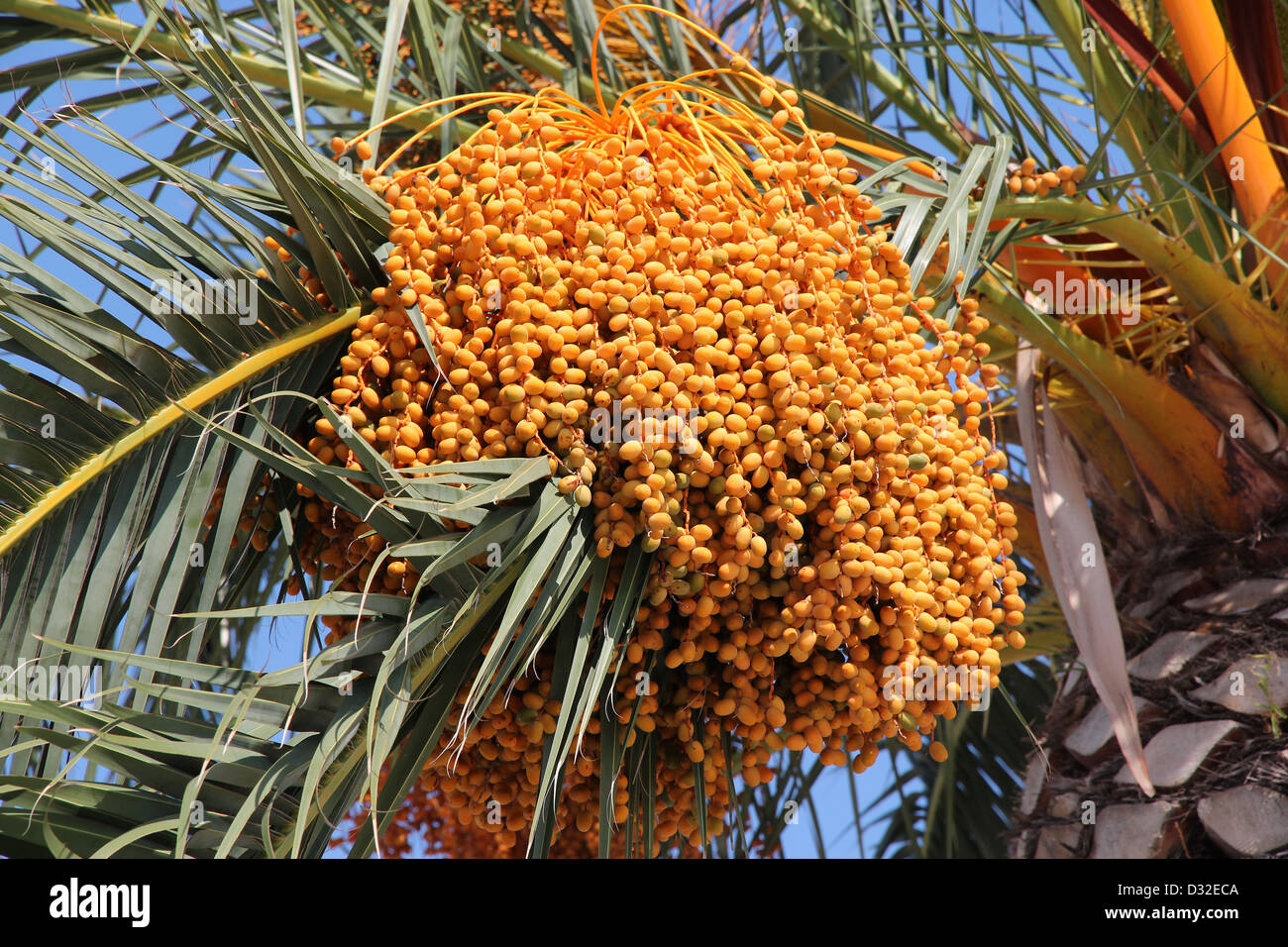 Date palm phoenix dactylifera -Fotos und -Bildmaterial in hoher Auflösung – Alamy