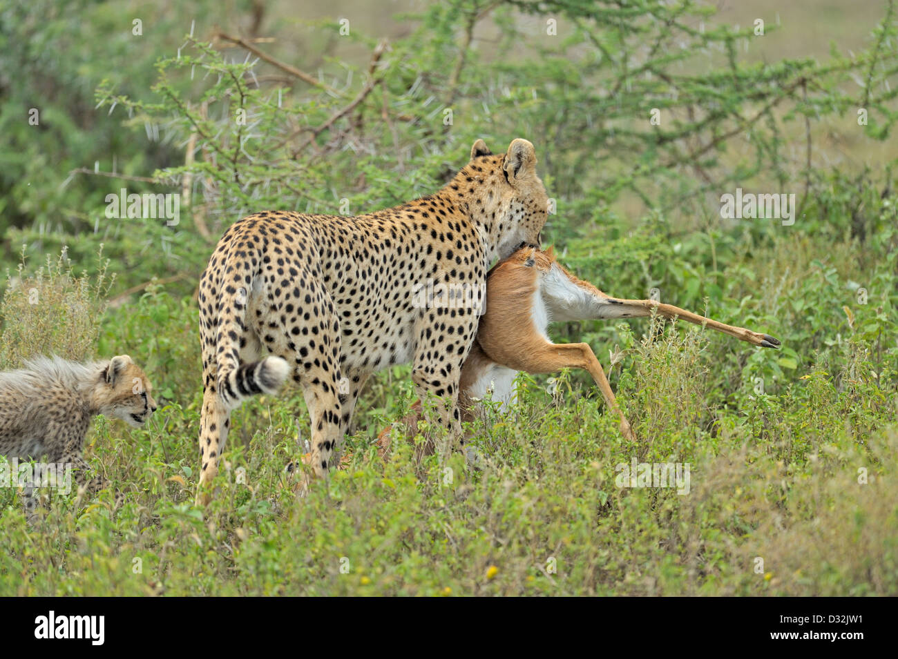 Gepard, der karkasse isst -Fotos und -Bildmaterial in hoher Auflösung ...