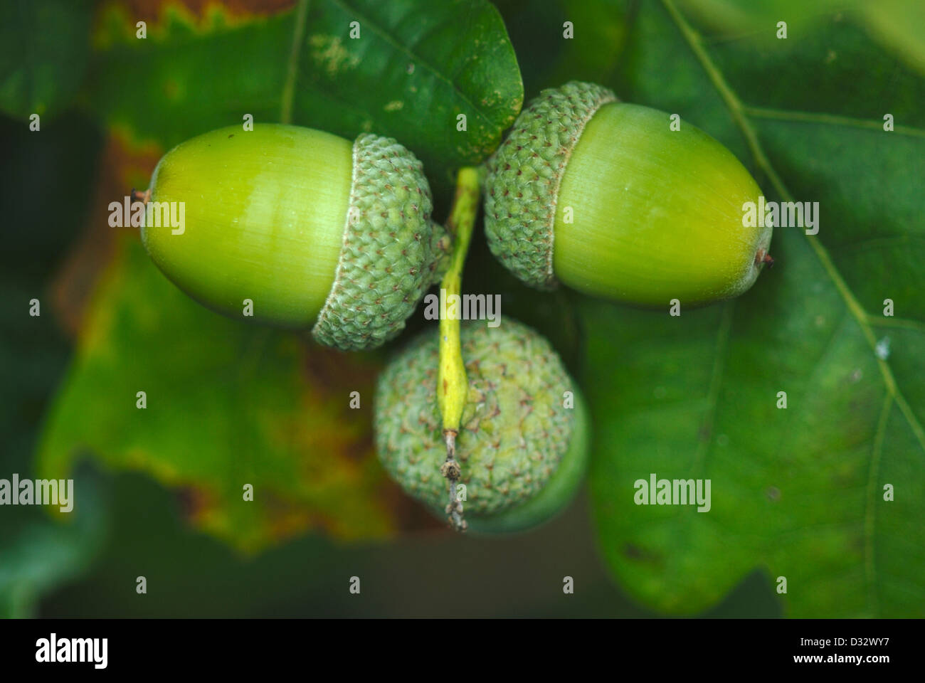 Nüsse einer eiche -Fotos und -Bildmaterial in hoher Auflösung – Alamy