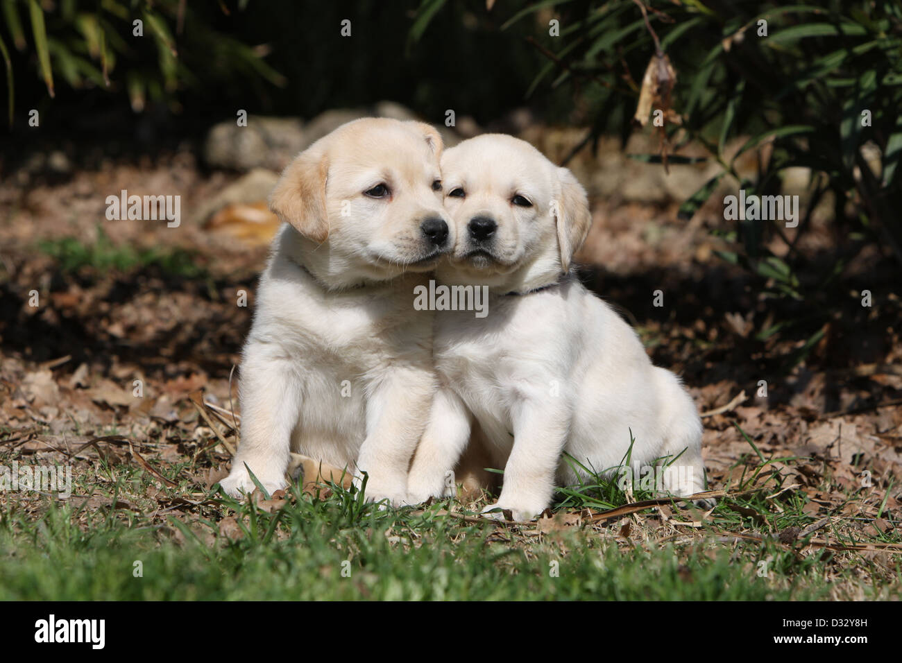 Zwei Welpen Im Garten Sitzen Zusammen Stockfotos und -bilder Kaufen - Alamy