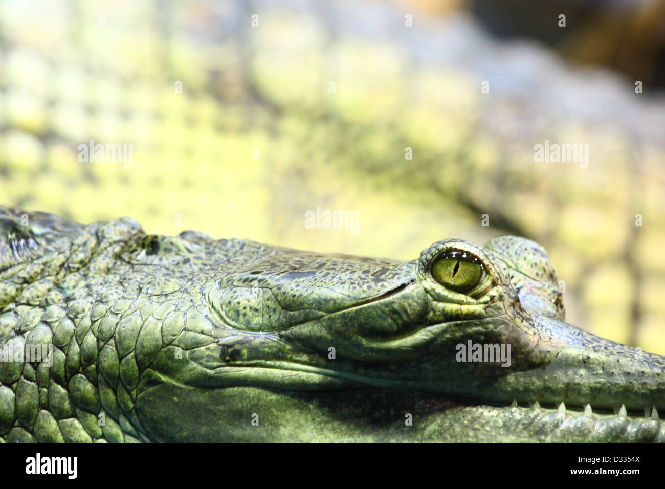 Scharf gezahntes tier Stockfotos und -bilder Kaufen - Alamy