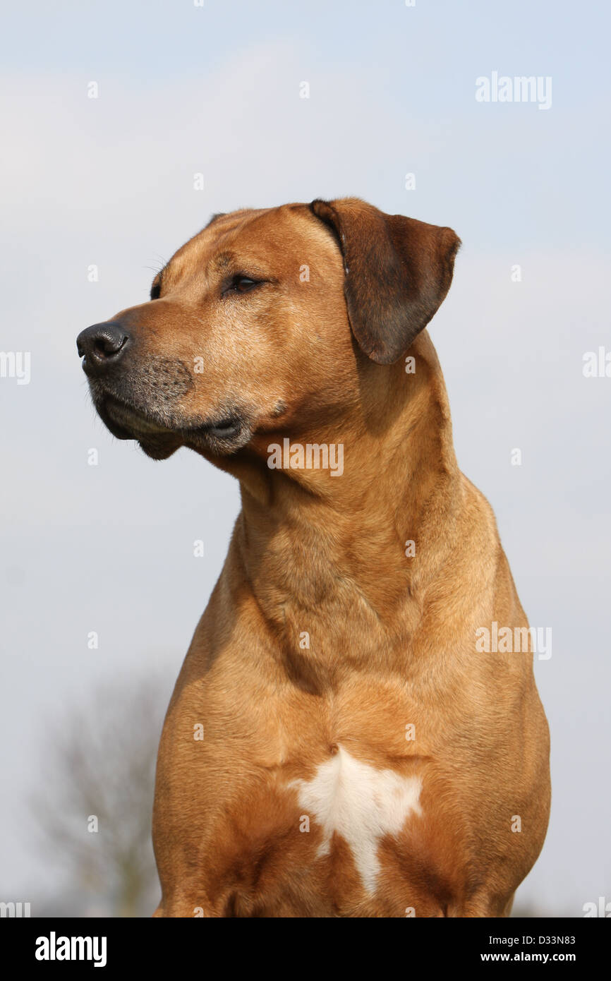 Rhodesian ridgebacks -Fotos und -Bildmaterial in hoher Auflösung – Alamy