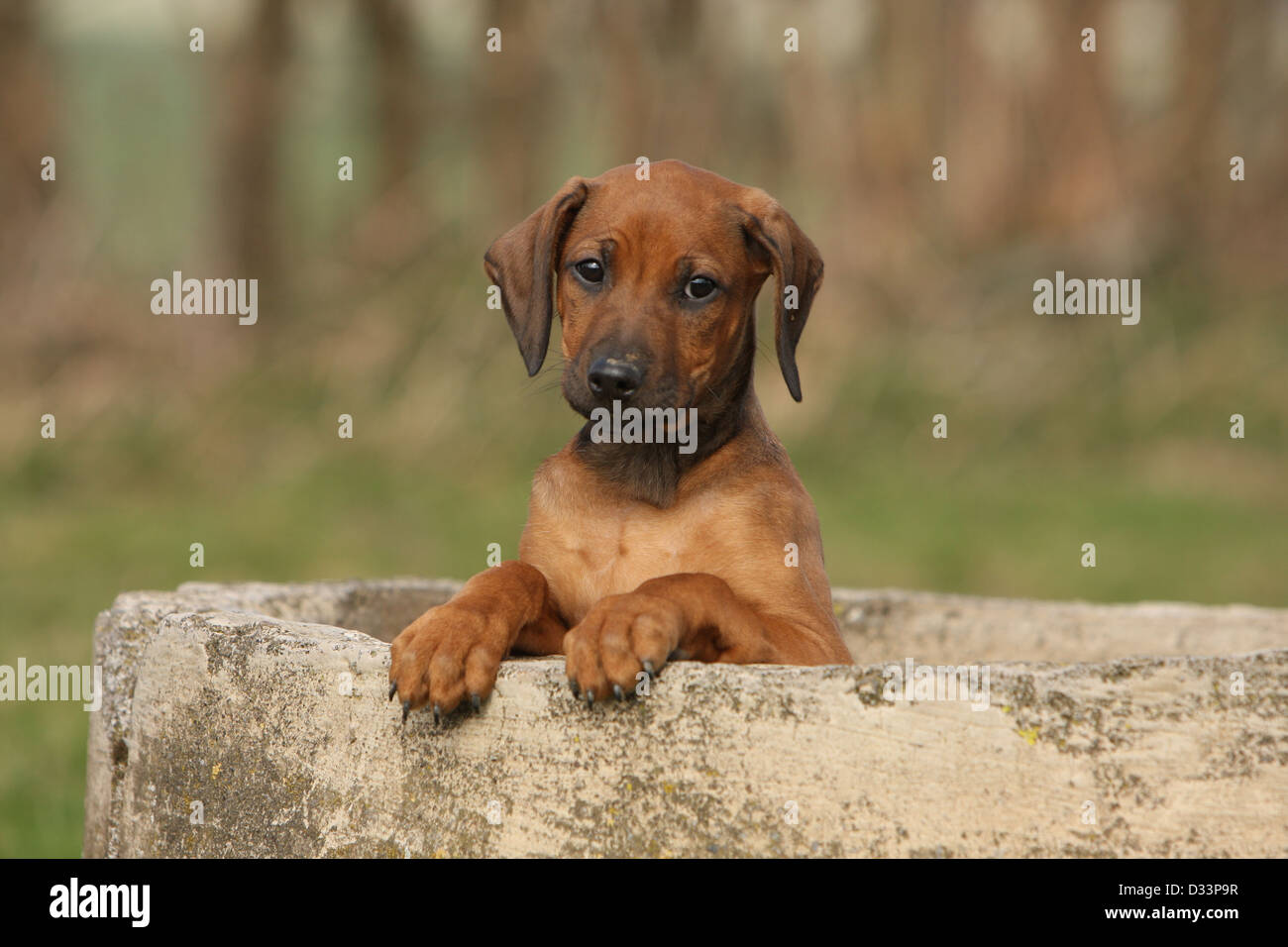 Rhodesian Ridgeback Hund / African Lion Hound Welpen auf einer Mauer ...