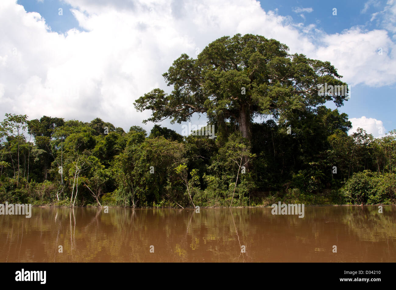 Ein Lupuna (Ceiba Pentandra), Regenwald Baumriese auf Rio Galvez ...