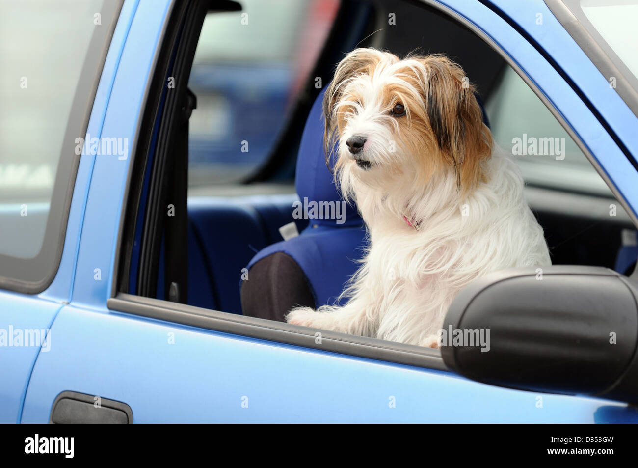Hund im spiegel -Fotos und -Bildmaterial in hoher Auflösung - Seite 2 ...