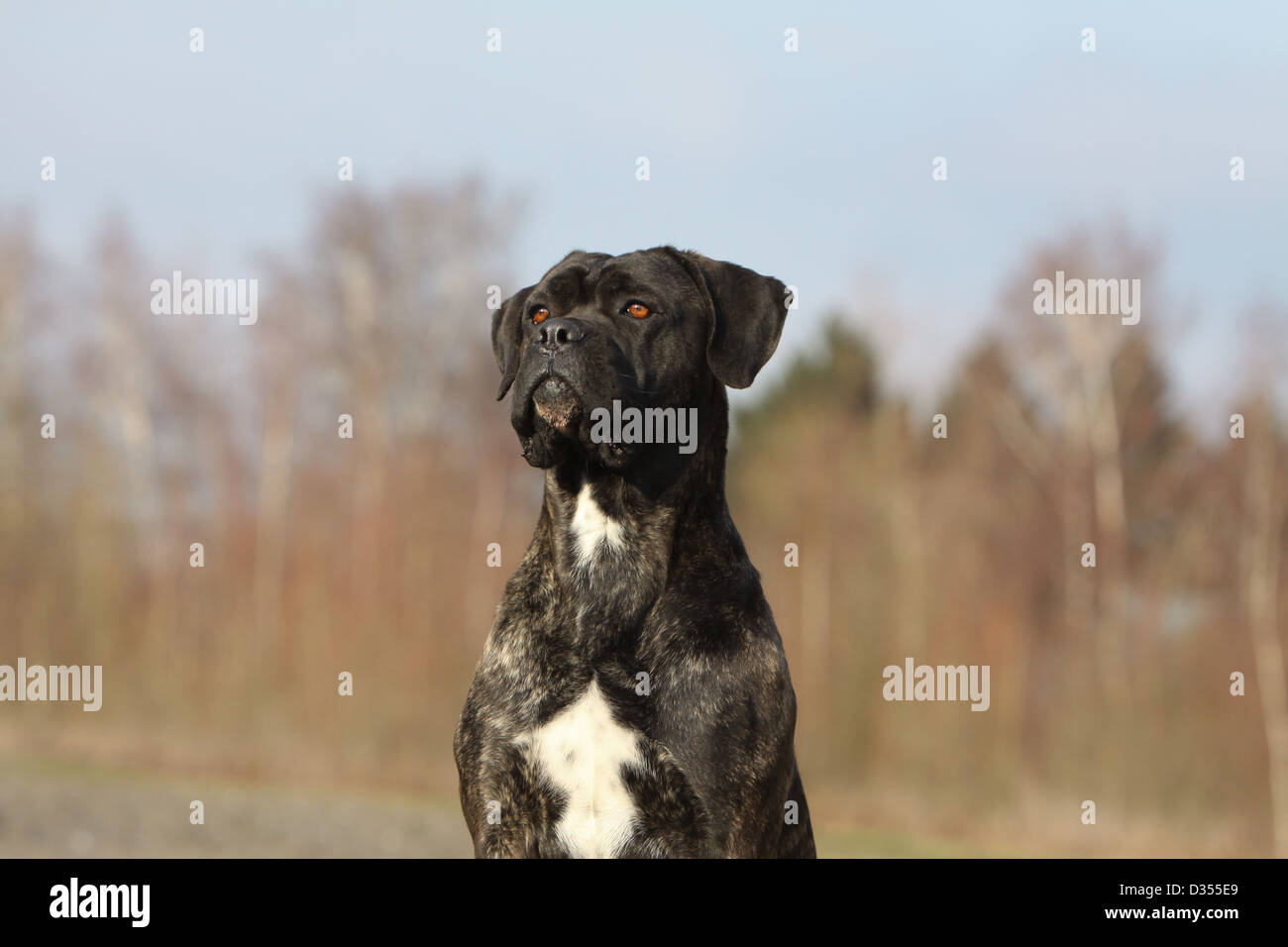 Italienischer molosser -Fotos und -Bildmaterial in hoher Auflösung – Alamy