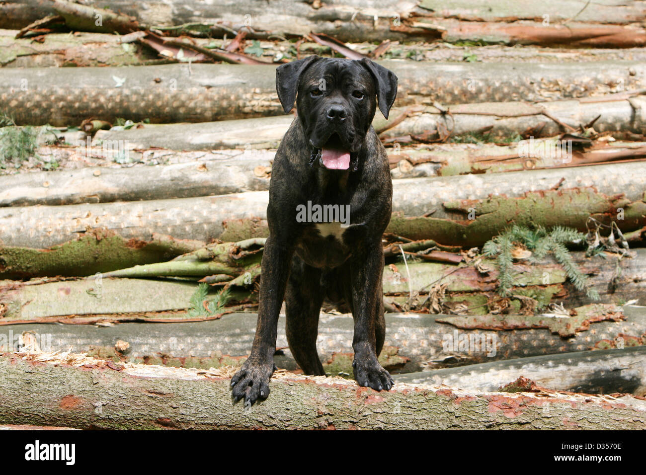 Hund Cane Corso / italienischen Molosser Erwachsenen stehen ...