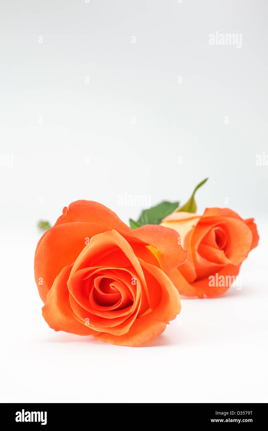 Two color roses -Fotos und -Bildmaterial in hoher Auflösung – Alamy