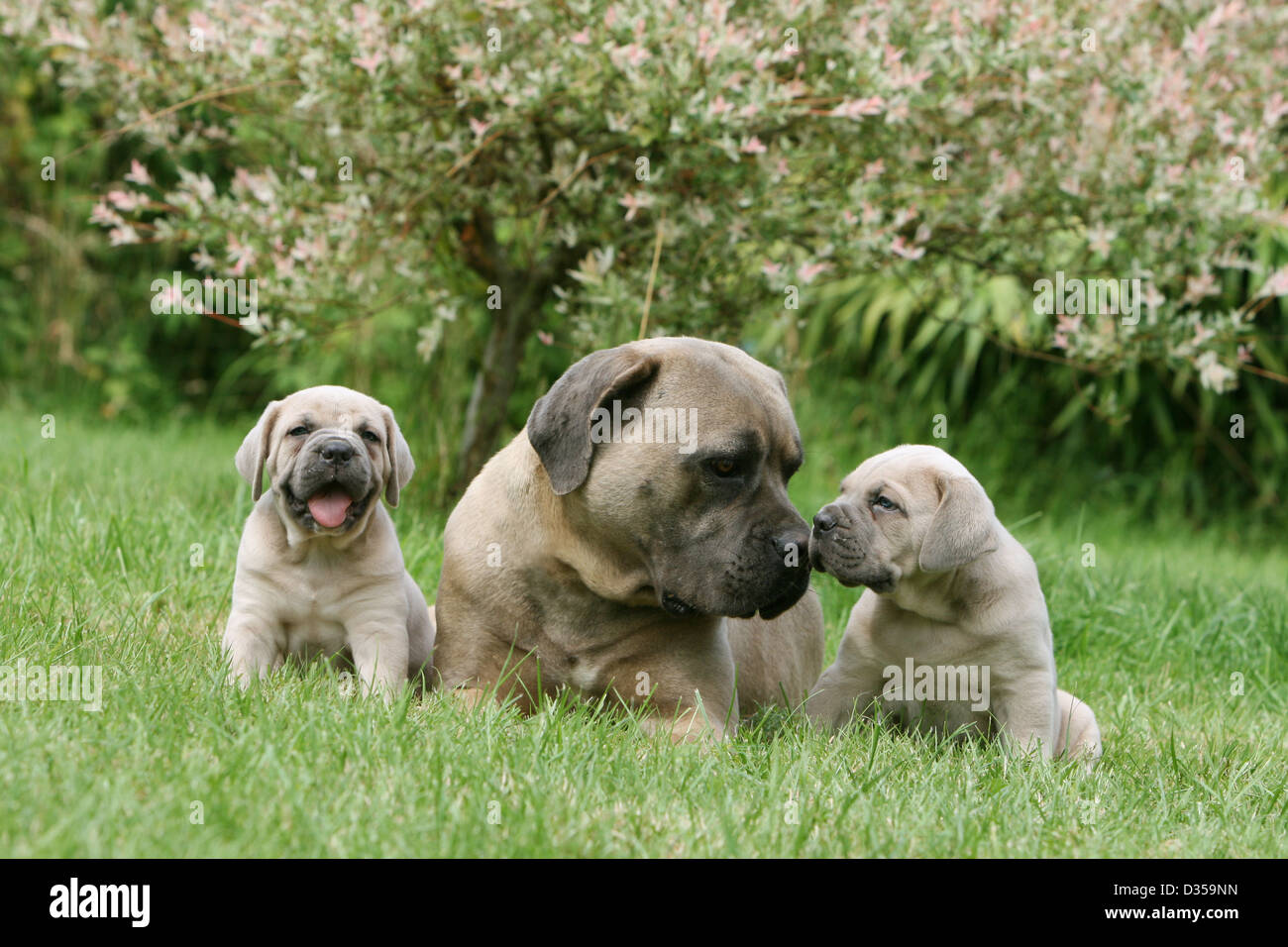 Hund Cane Corso / italienischen Molosser Erwachsenen- und zwei Welpen ...