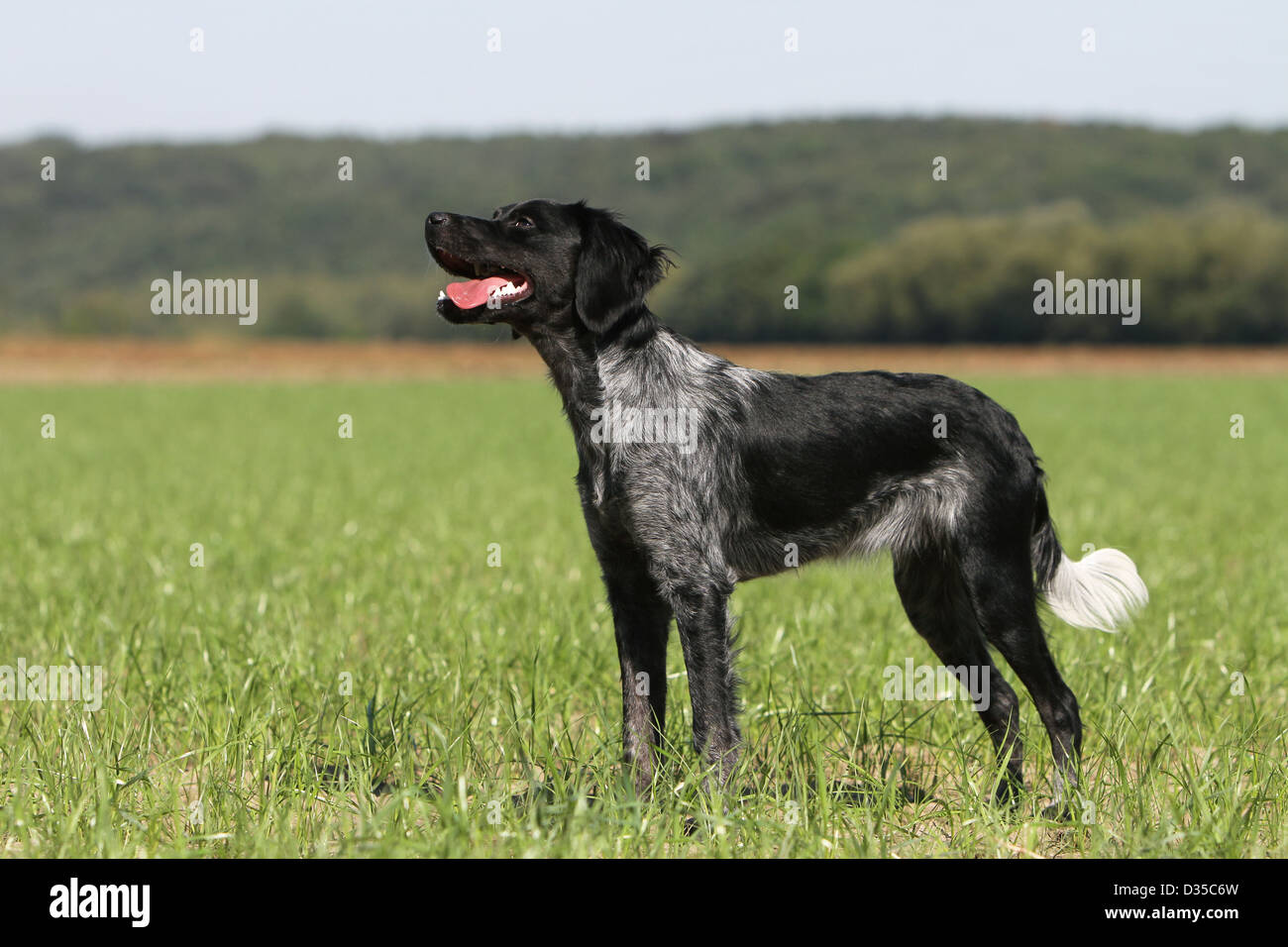 Dog brittany spaniel epagneul young -Fotos und -Bildmaterial in hoher ...