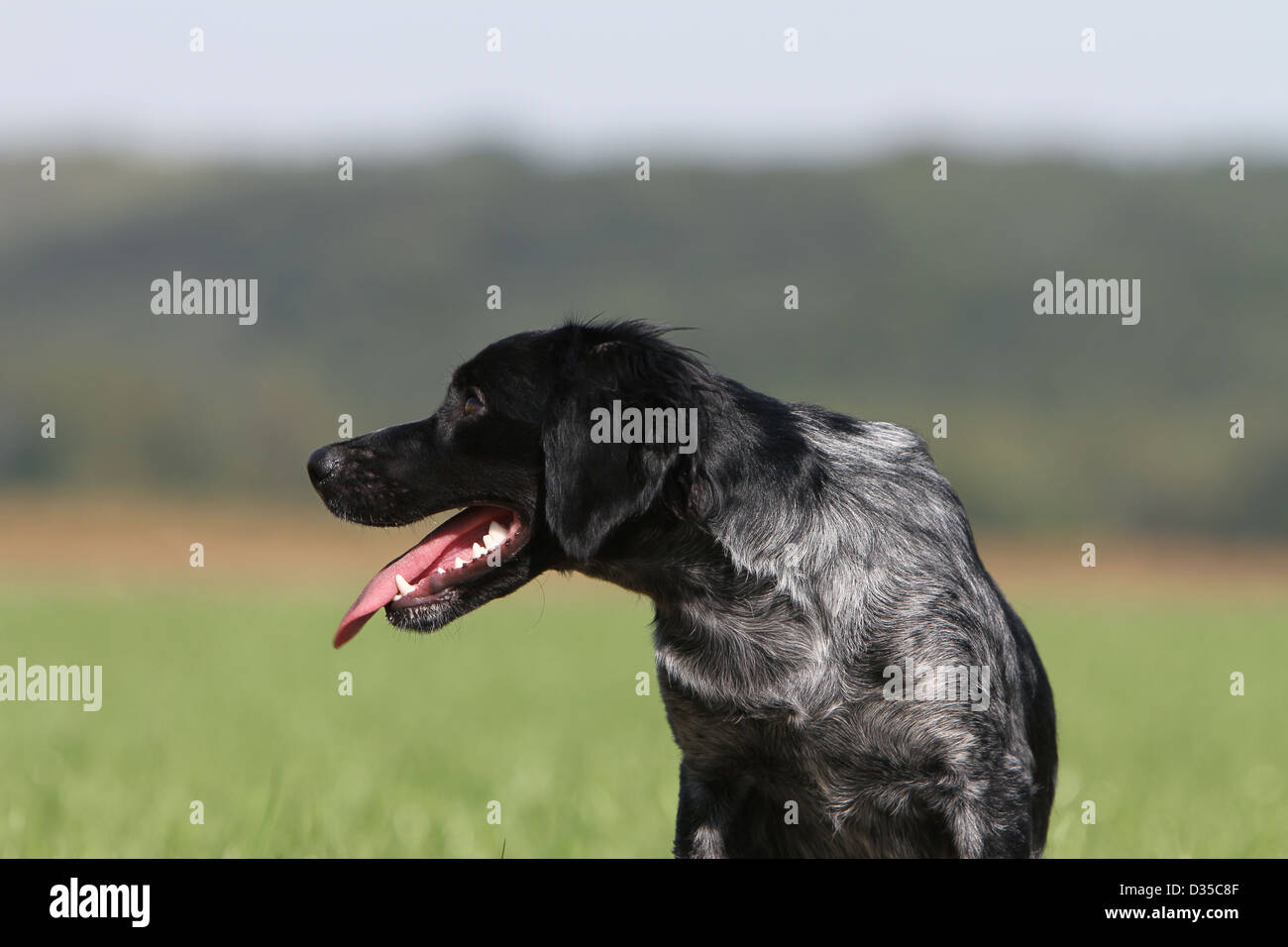 Roan black -Fotos und -Bildmaterial in hoher Auflösung – Alamy