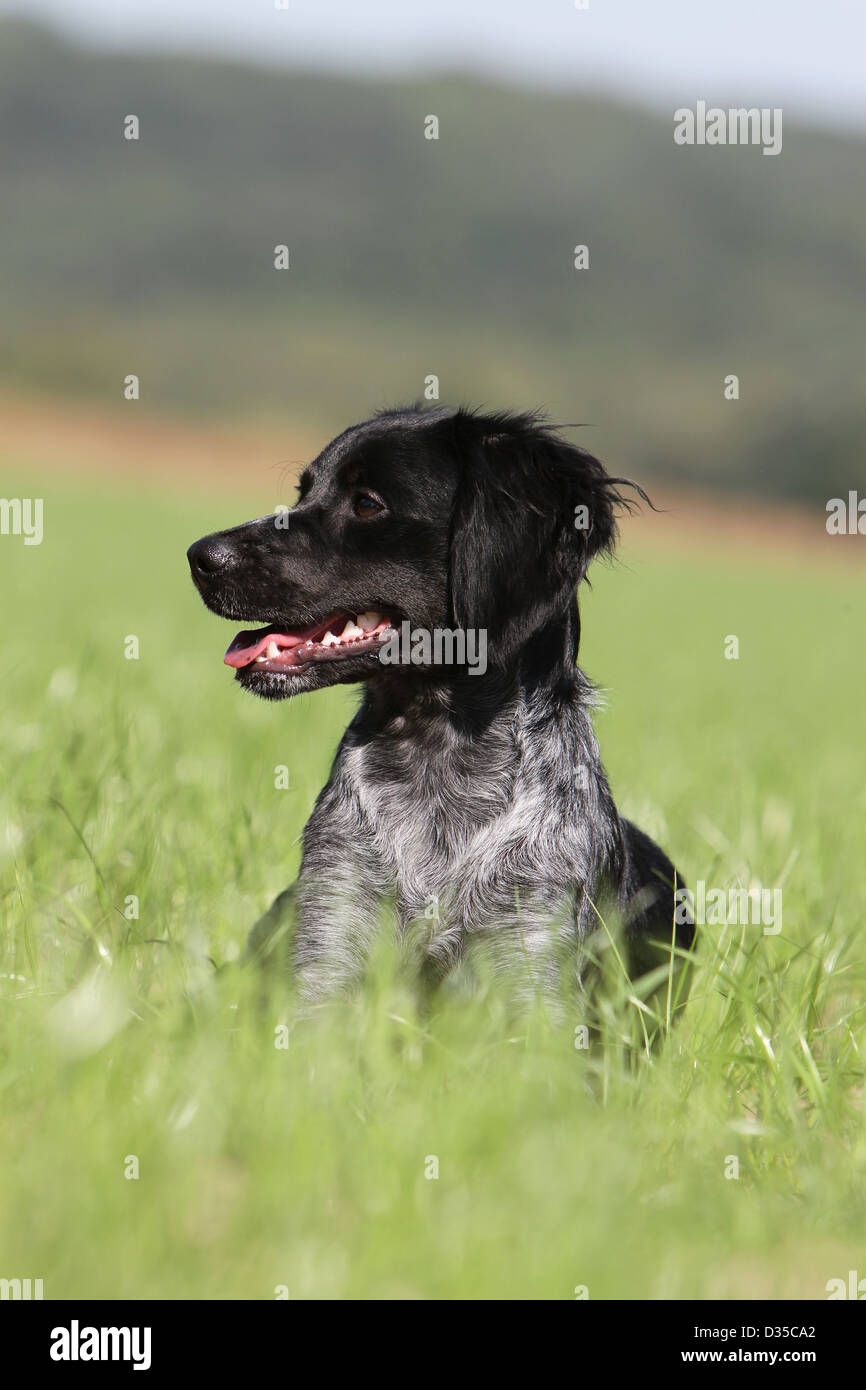 Dog brittany spaniel epagneul young -Fotos und -Bildmaterial in hoher ...
