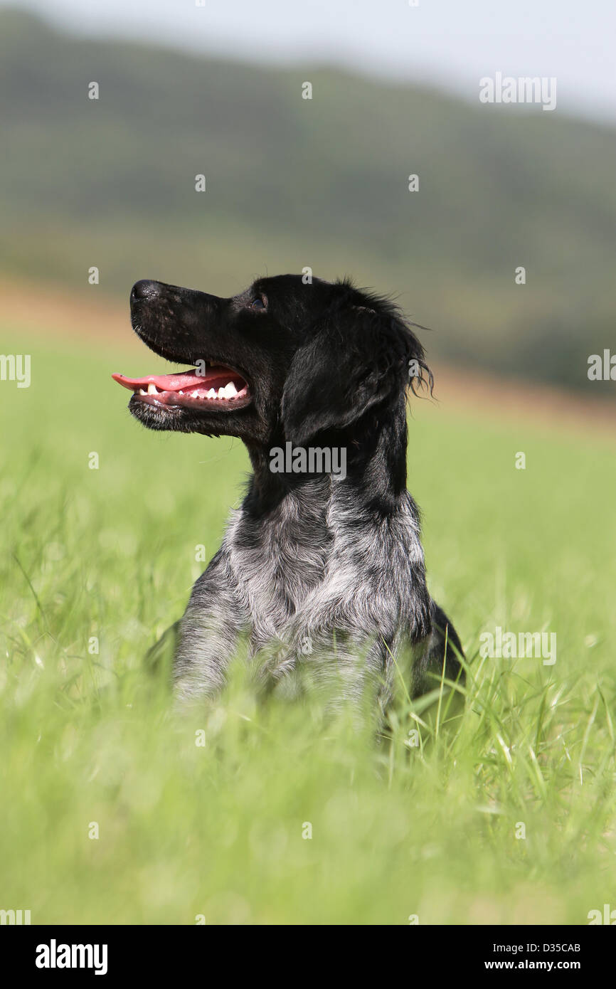 Dog brittany spaniel epagneul young -Fotos und -Bildmaterial in hoher ...