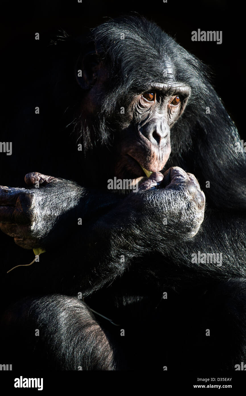 Bonobo chimpanzee -Fotos und -Bildmaterial in hoher Auflösung – Alamy