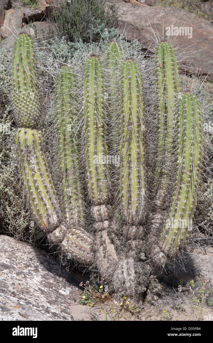 Atacama desert chile cactus -Fotos und -Bildmaterial in hoher Auflösung – Alamy
