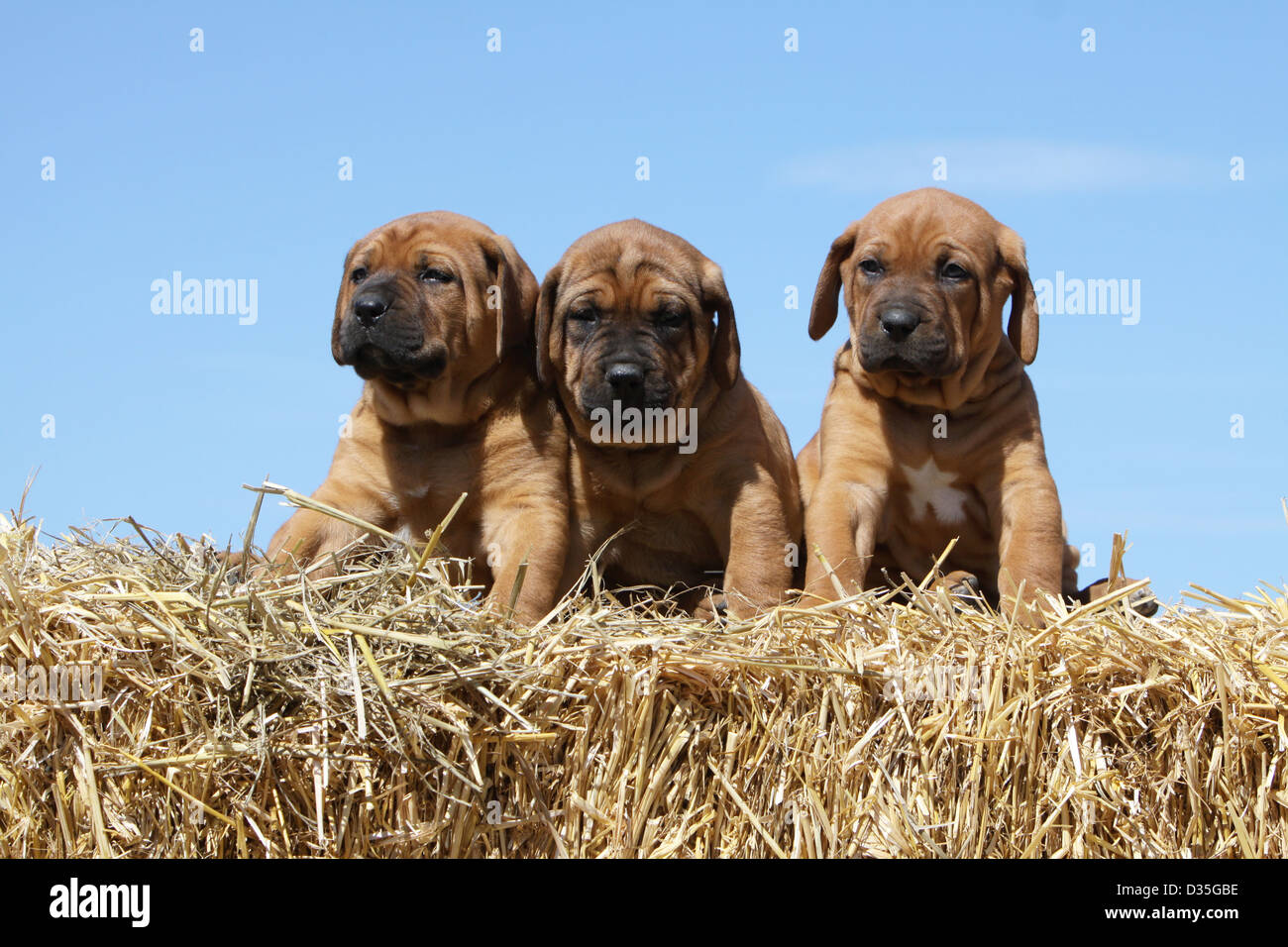 Tosa Inu Welpen Tosa Inu Stockfotos und -bilder Kaufen - Alamy