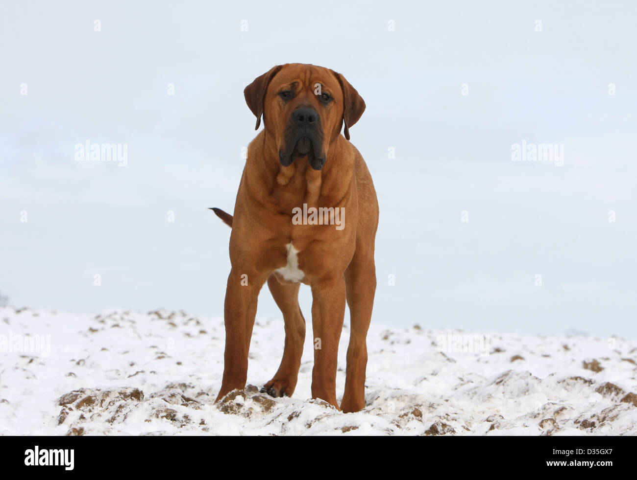 Tosa Inu / japanischer Mastiff Erwachsenen stehen im Schnee Hund ...