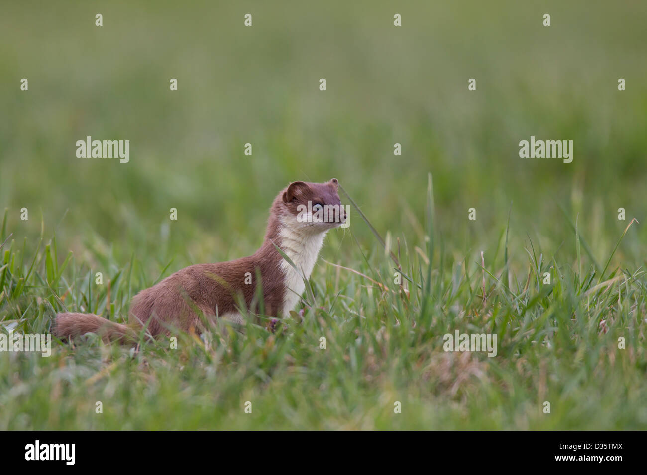 Wiesel Fell Stockfotos und -bilder Kaufen - Alamy
