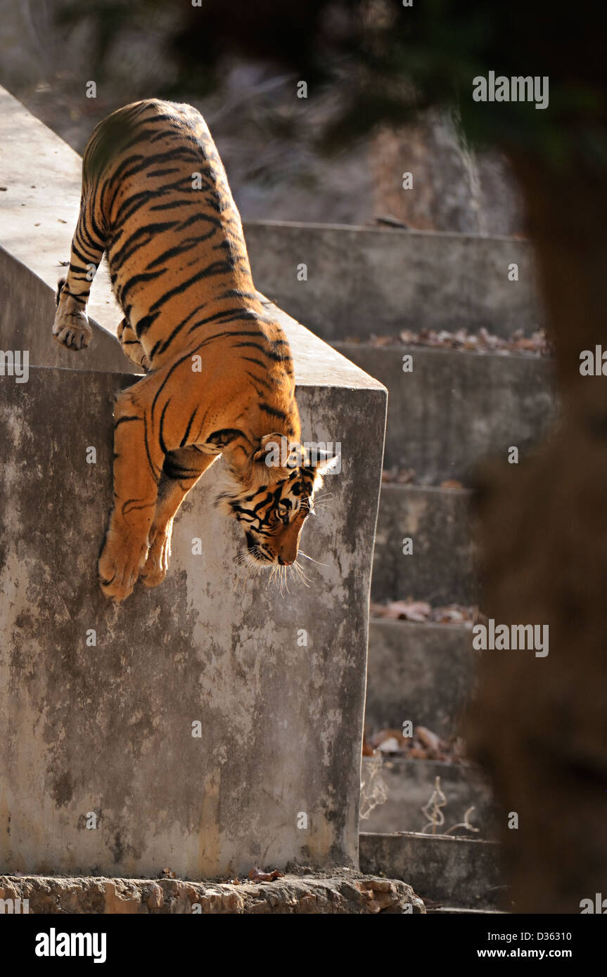 Bengal Tiger Panthera Springen Fotos Und Bildmaterial In Hoher Auflösung Alamy