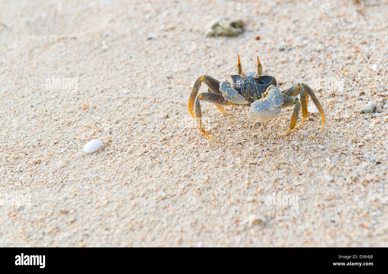 Krabben Sie am Strand. Seychellen Stockfotografie - Alamy