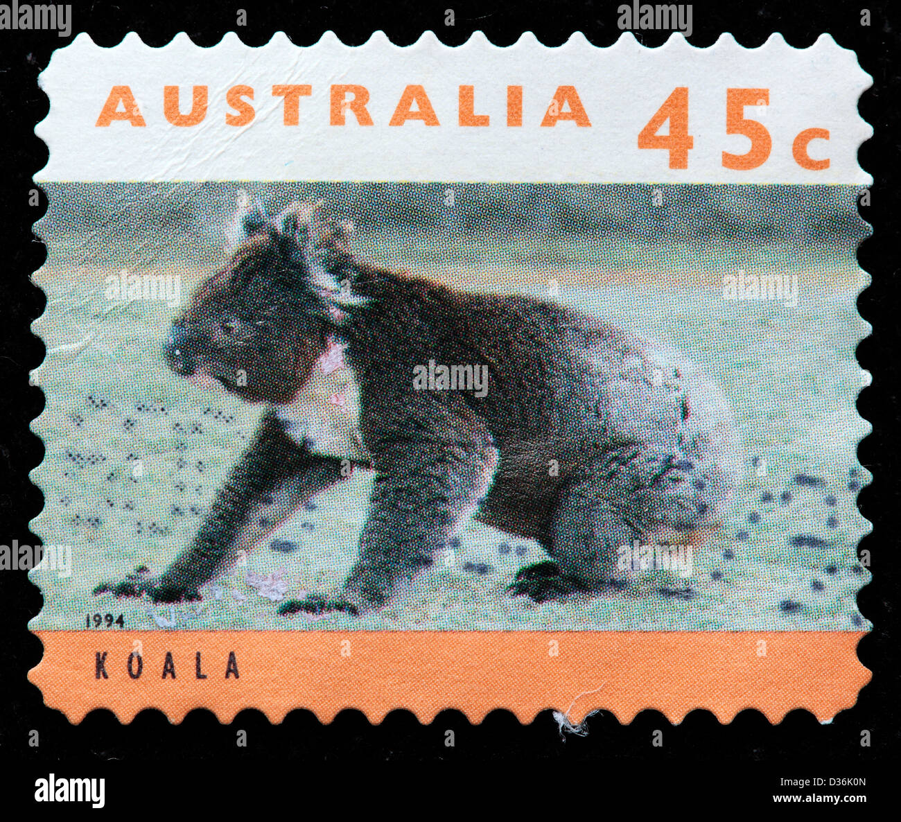 Koala nahaufnahme -Fotos und -Bildmaterial in hoher Auflösung – Alamy