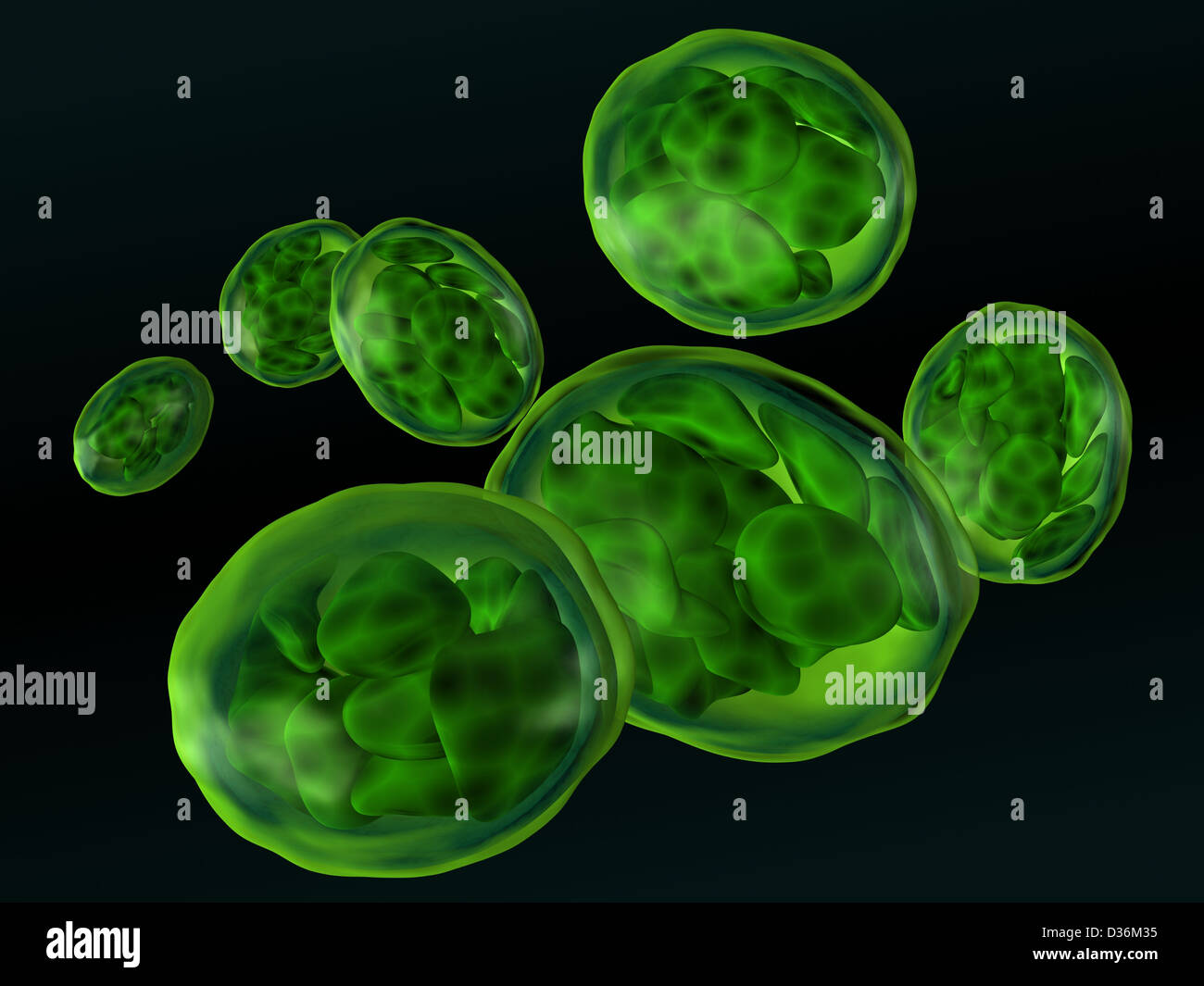 Chloroplasten Bild
