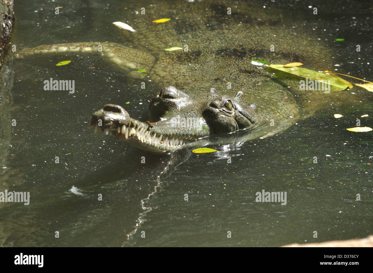 Indian gavial indian gharial gavialis -Fotos und -Bildmaterial in hoher ...