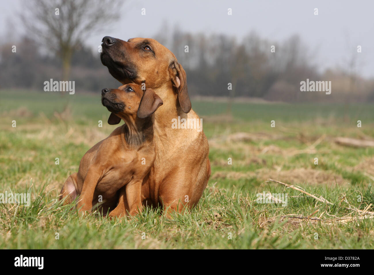 Rhodesian Ridgeback Hund / African Lion Hound Erwachsene und Welpen in ...