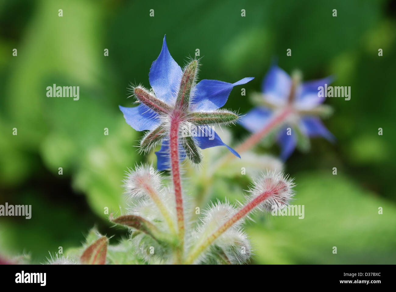 Borretsch, Borago Officinalis, blauen Stern Blume im Garten ...