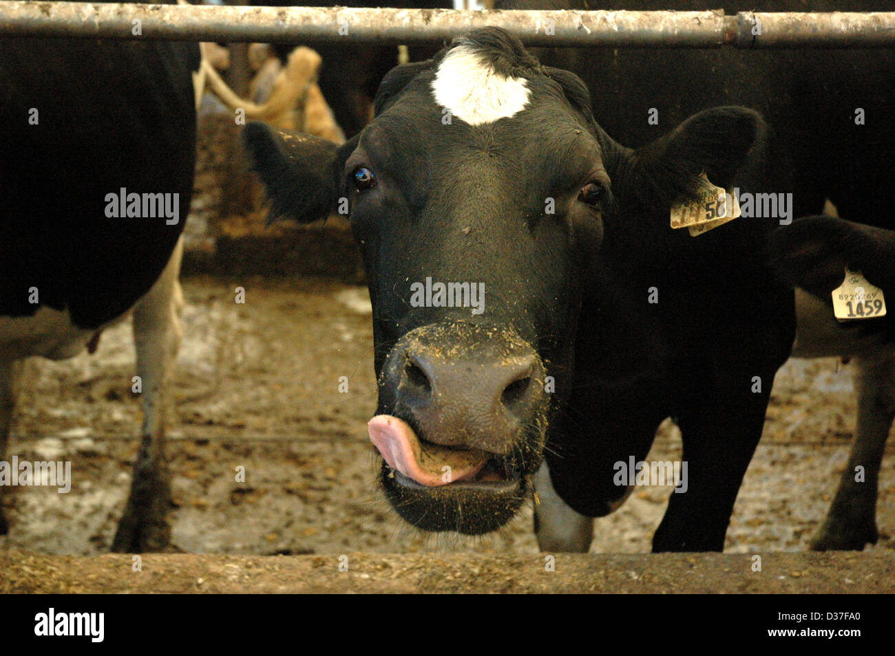 Kuh witzig -Fotos und -Bildmaterial in hoher Auflösung – Alamy