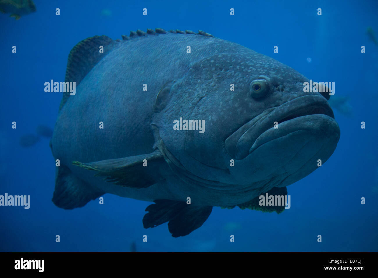 Riesen Zackenbarsch Stockfotos und -bilder Kaufen - Alamy