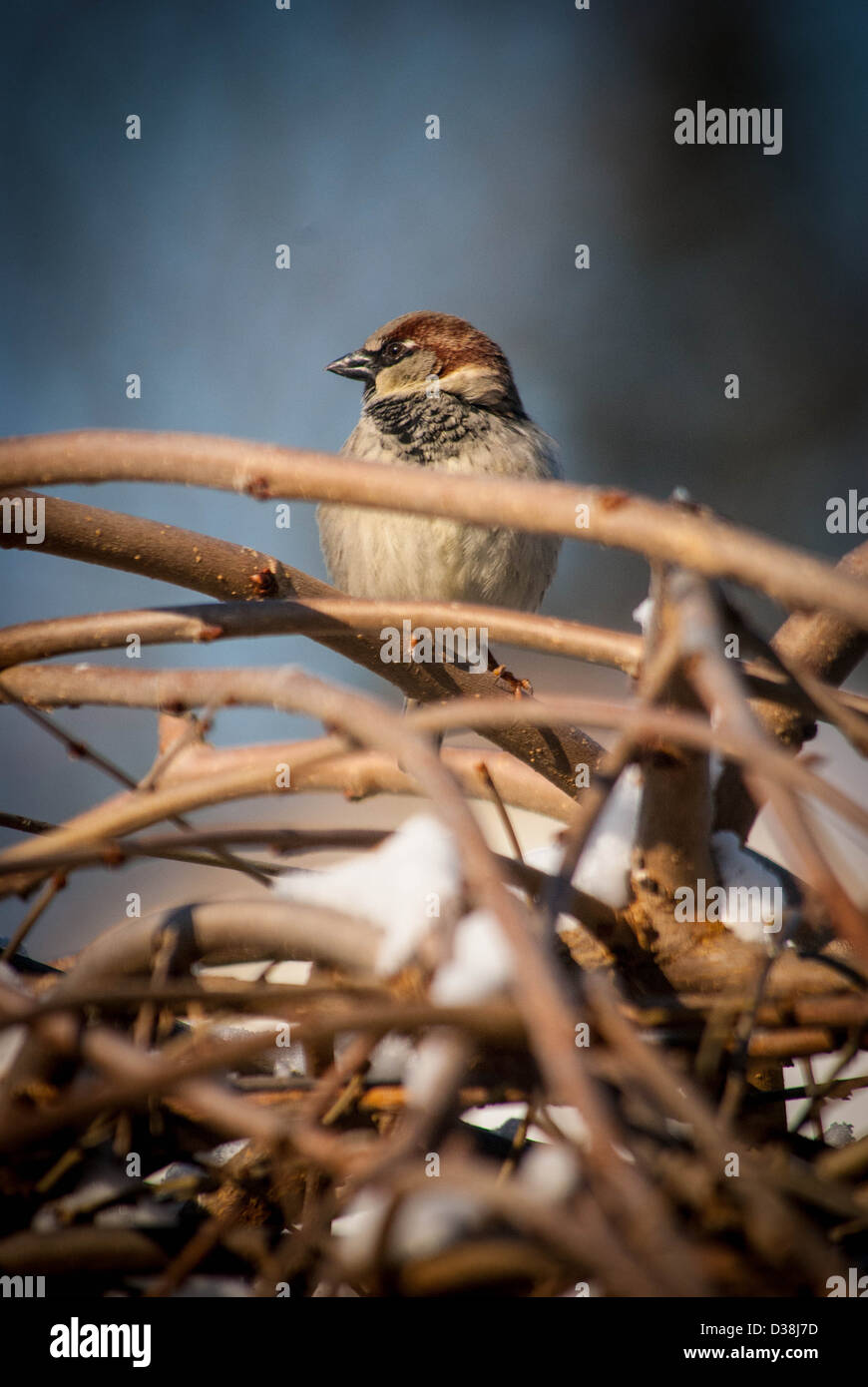 Vogel sitzt in einem baum -Fotos und -Bildmaterial in hoher Auflösung ...