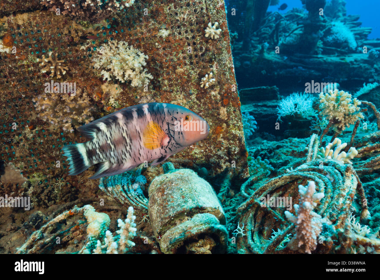 Red breasted wrasse -Fotos und -Bildmaterial in hoher Auflösung – Alamy