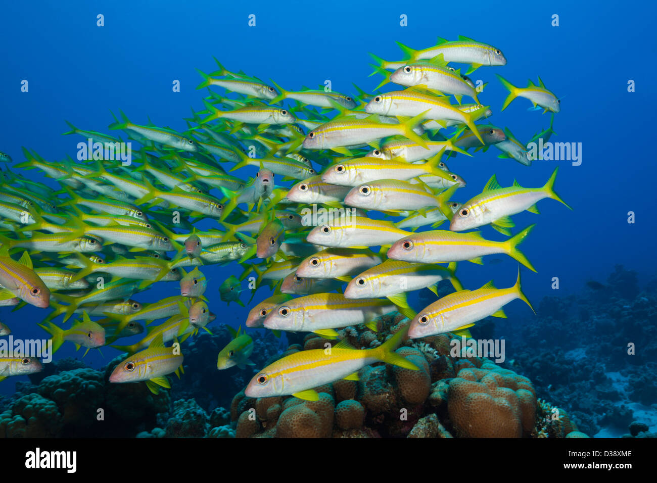 Gelbflossen meerbarbe -Fotos und -Bildmaterial in hoher Auflösung – Alamy
