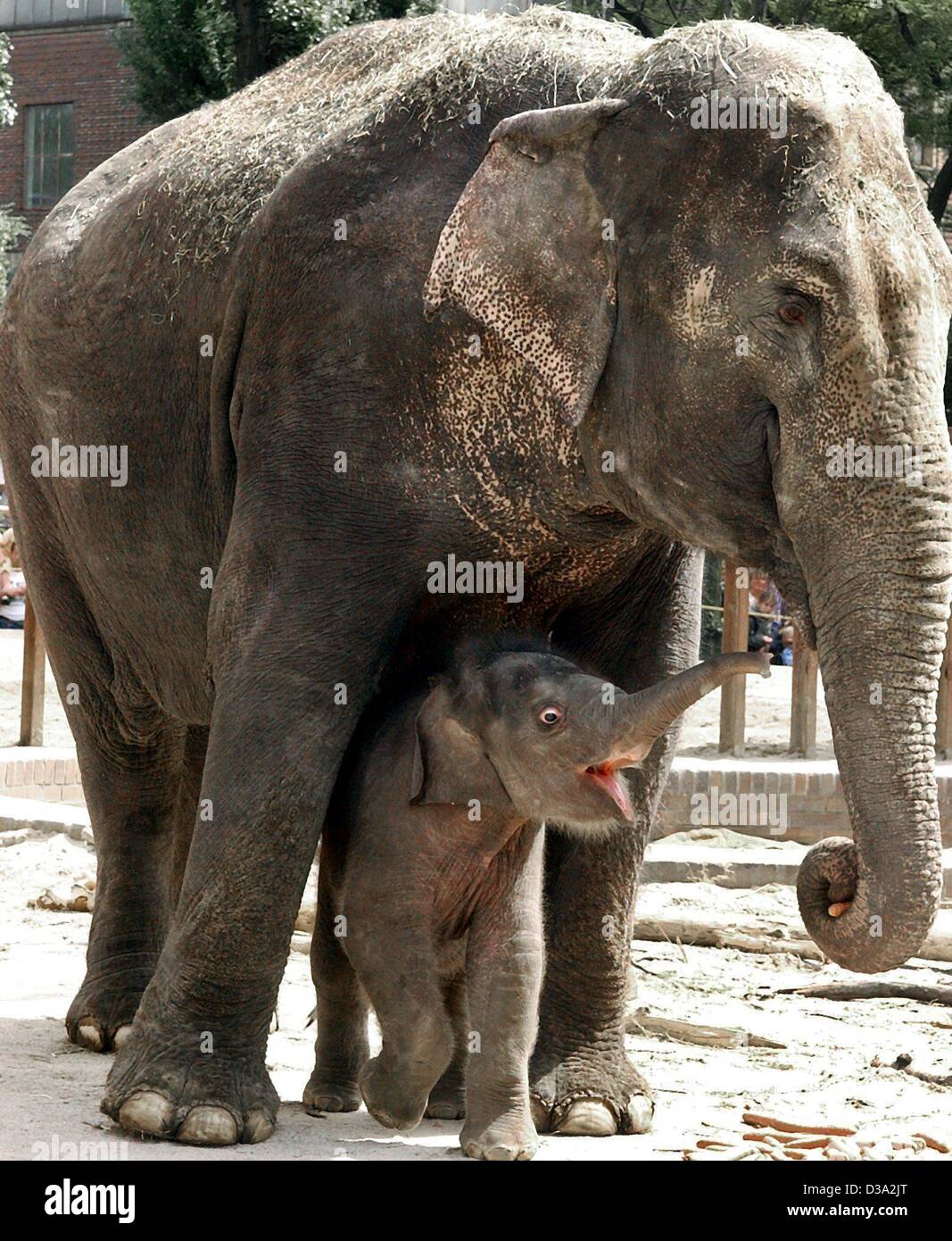(Dpa) - der Elefant Baby "Voi Nam" versteckt sich unter der Tunk seiner ...