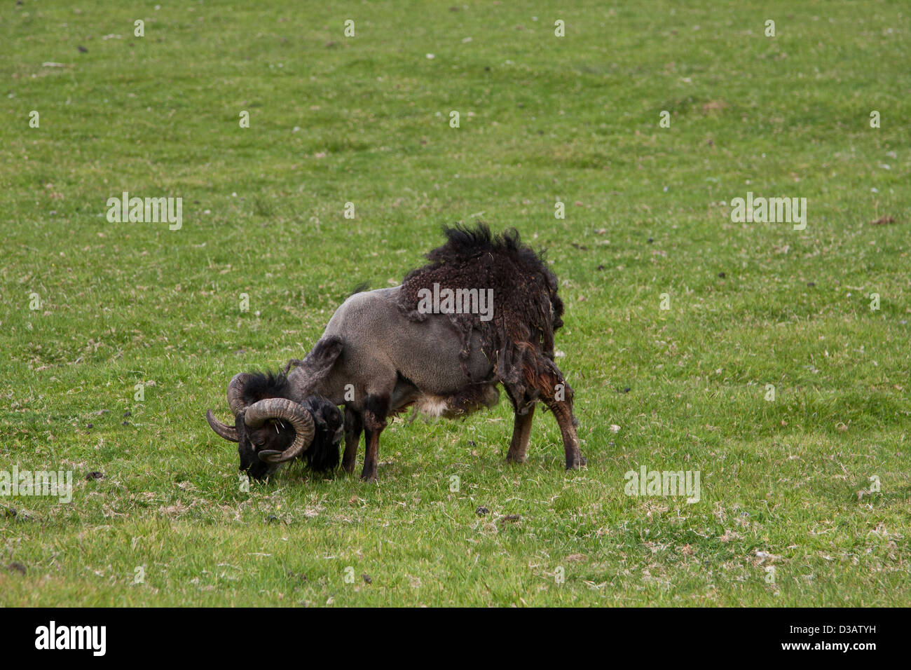 Soay ram sheep rare breed -Fotos und -Bildmaterial in hoher Auflösung ...