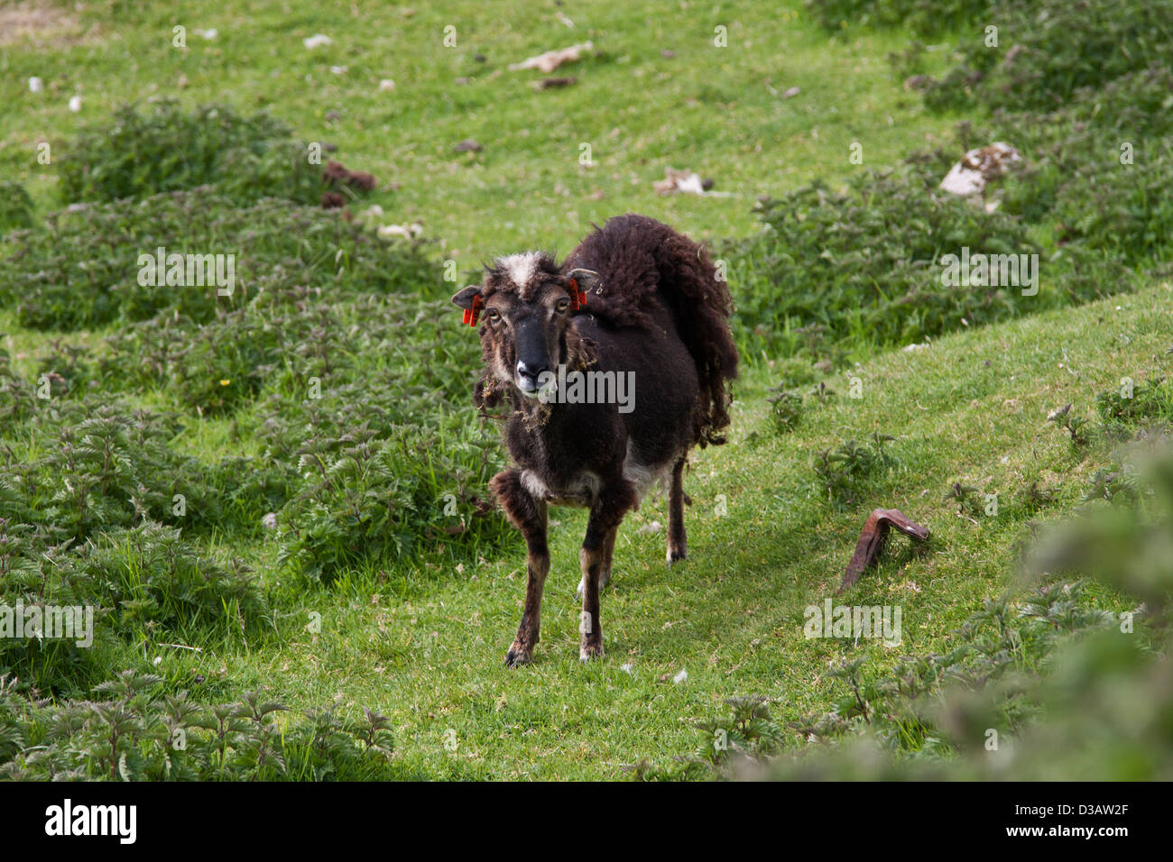 Soay ram sheep rare breed -Fotos und -Bildmaterial in hoher Auflösung ...