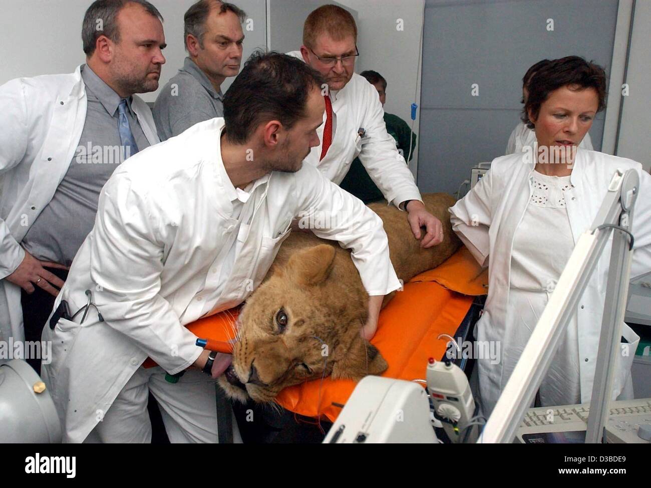 (Dpa) - Tierärzte untersuchen das Auge eine Angola-Löwen, leidet unter ...