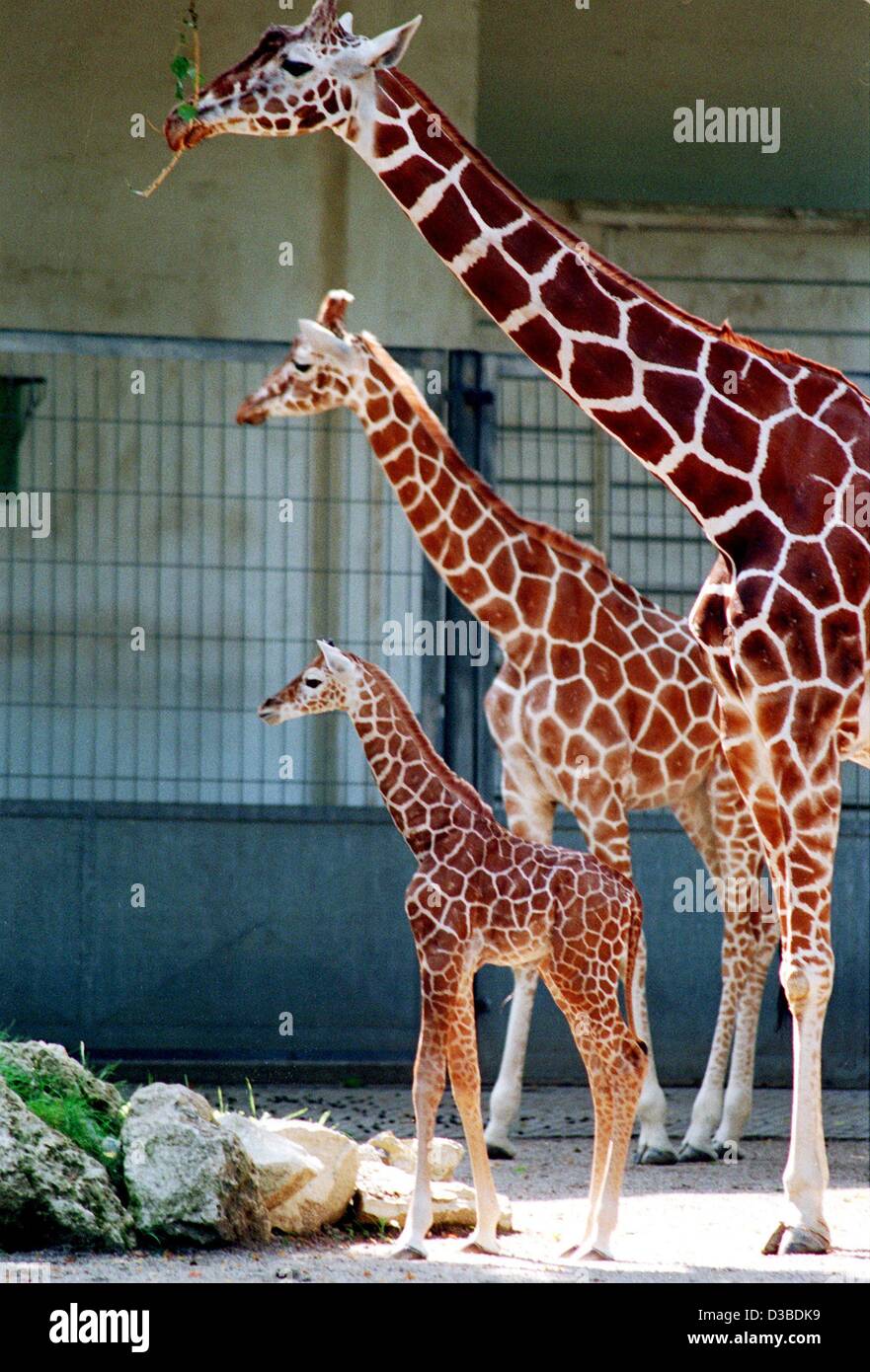 Mensch interesse hum tiere medien giraffe familie giraffen deutschland ...