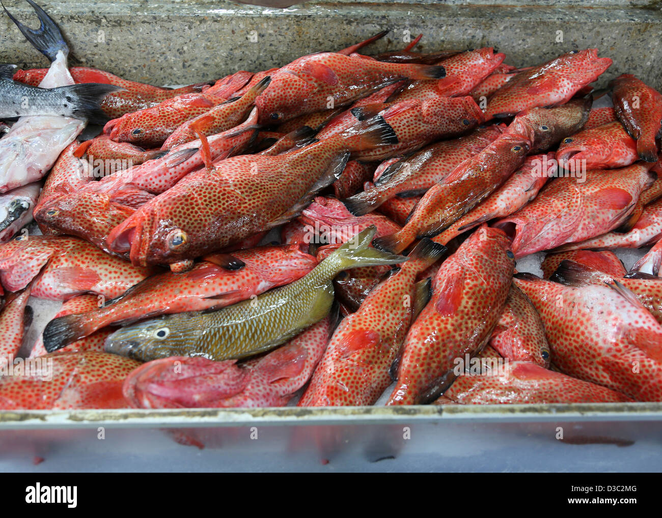 Roter schnappfisch -Fotos und -Bildmaterial in hoher Auflösung – Alamy