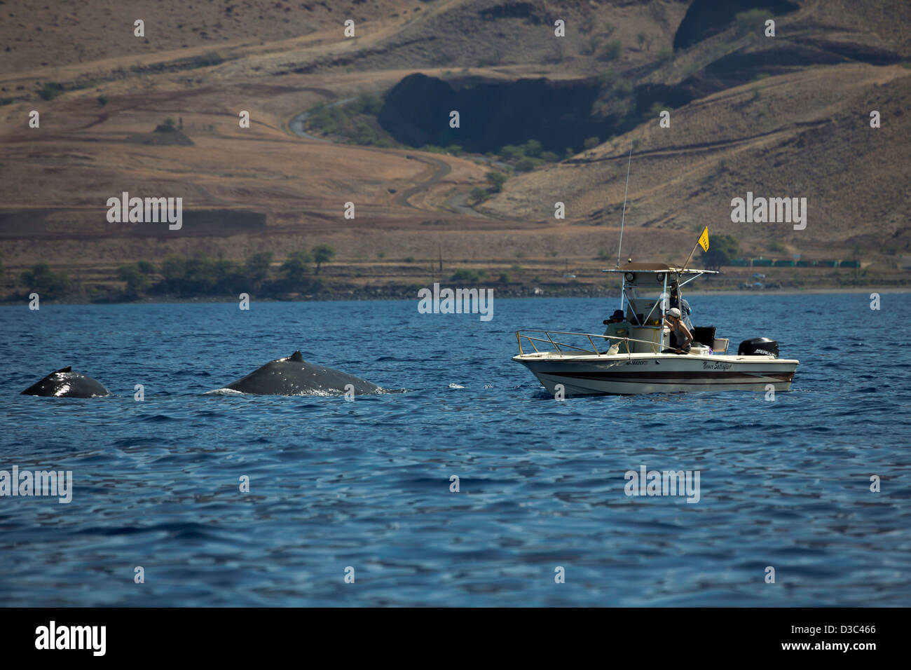 Wal buckel barten -Fotos und -Bildmaterial in hoher Auflösung – Alamy