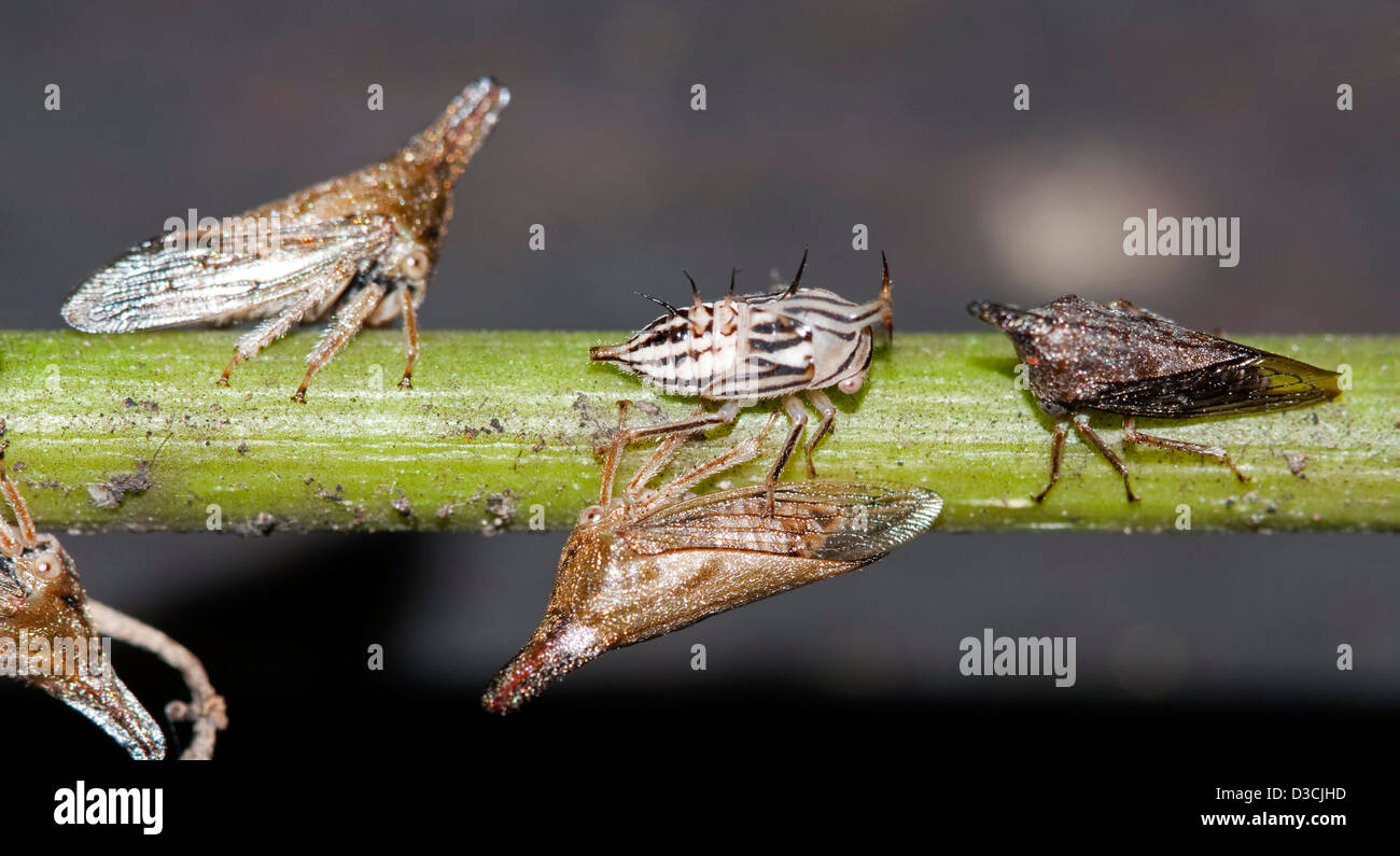 Useful insects -Fotos und -Bildmaterial in hoher Auflösung – Alamy