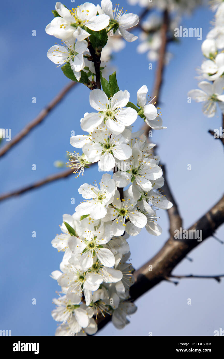 Blumen april bis mai -Fotos und -Bildmaterial in hoher Auflösung – Alamy